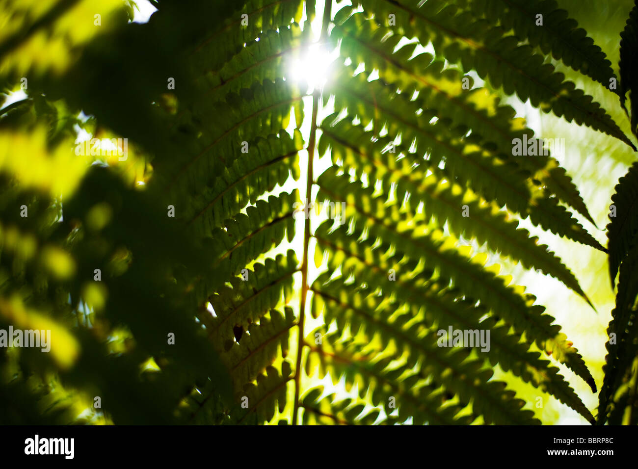 Camouflage fern hi-res stock photography and images - Alamy