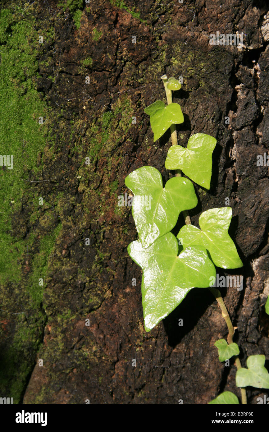 ivy plant growing on tree in dark forest Stock Photo - Alamy