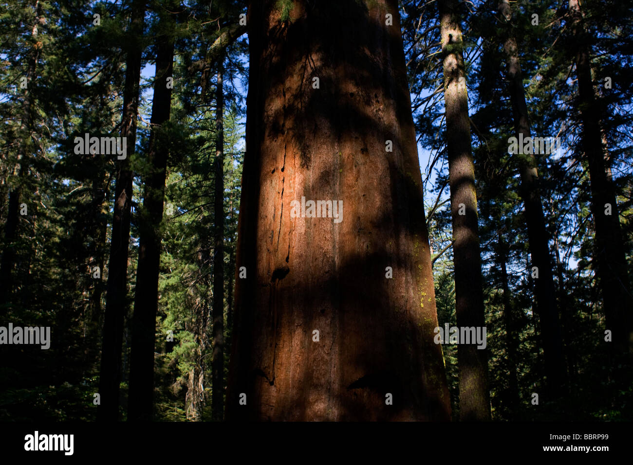 Yosemite sam hi-res stock photography and images - Alamy