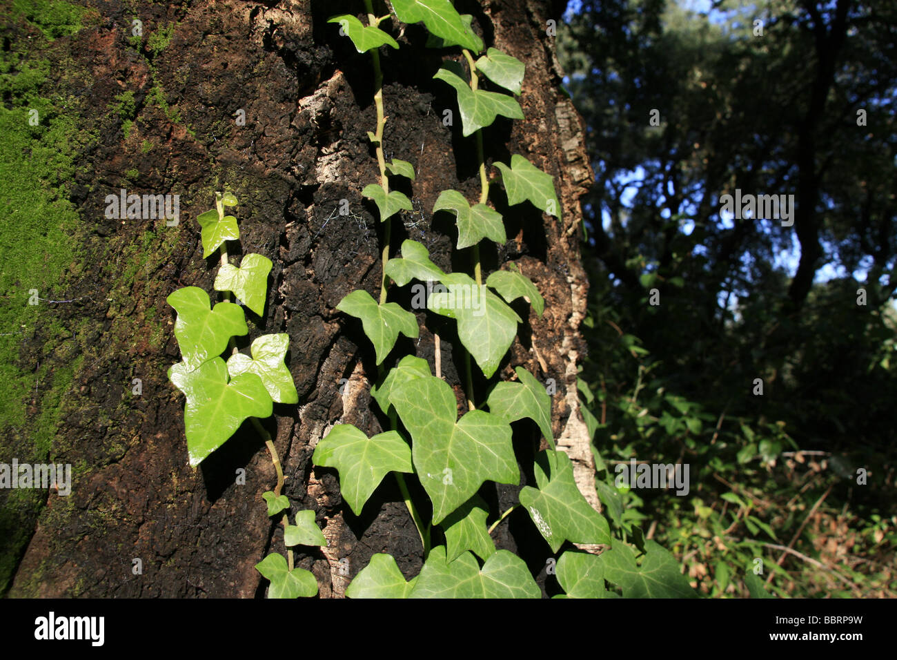 Ivy bush wilderness hi-res stock photography and images - Alamy