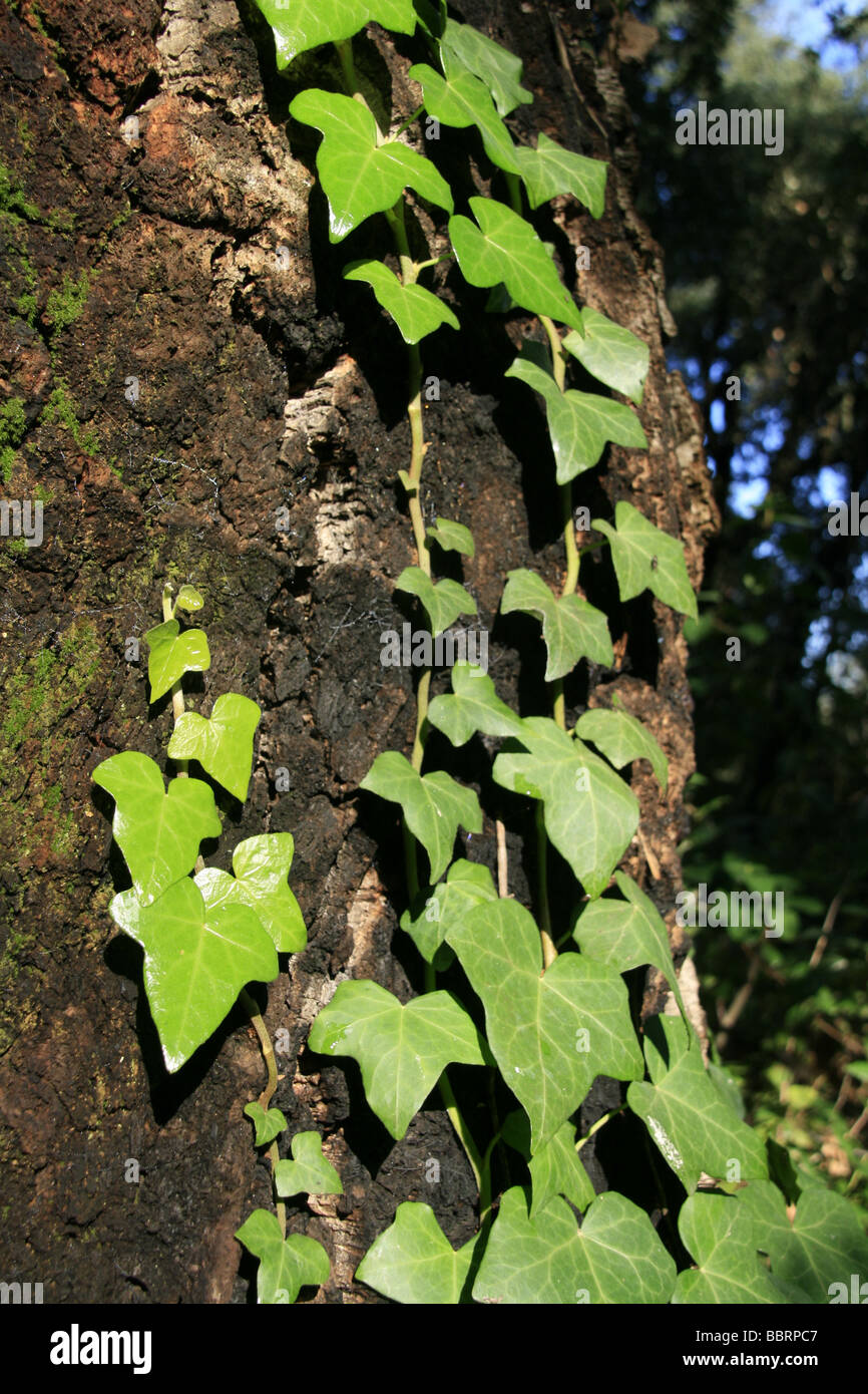ivy plant growing on tree in dark forest Stock Photo - Alamy