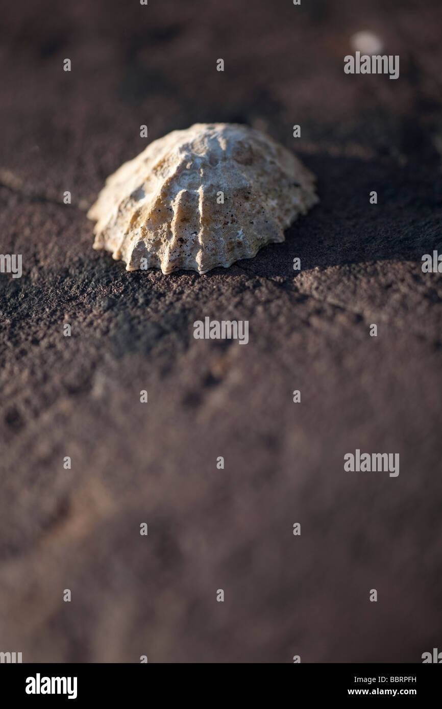 Single limpet hi-res stock photography and images - Alamy
