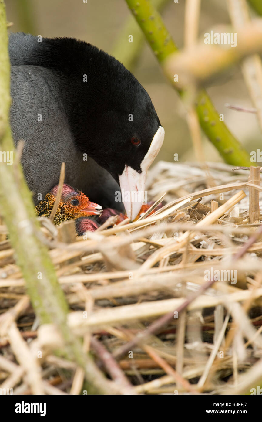 Mother Coot feeding her new born young Stock Photo - Alamy
