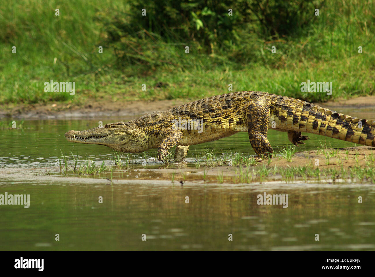 Nile crocodile - Crocodylus niloticus Stock Photo - Alamy