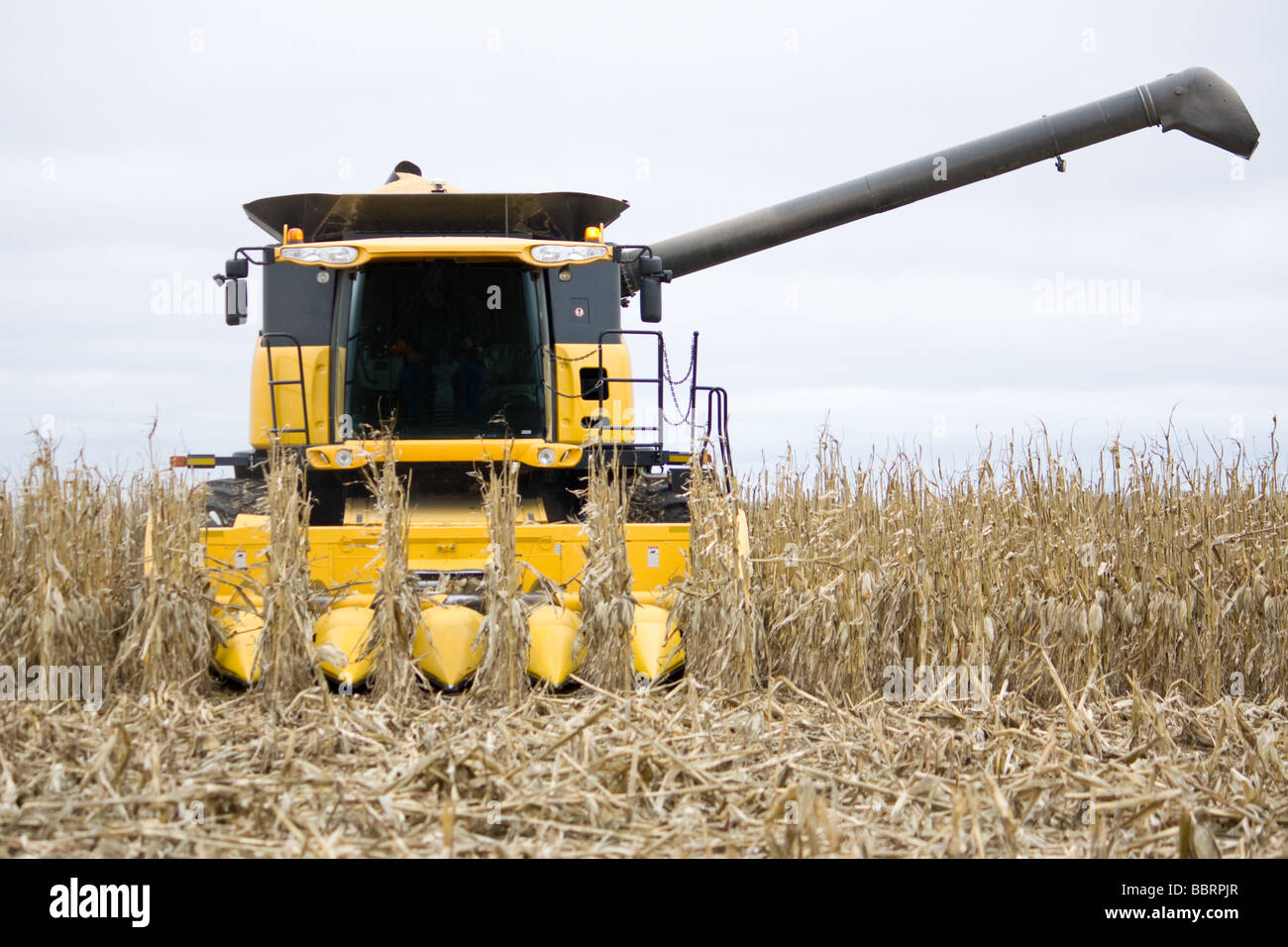 Combining corn hi-res stock photography and images - Alamy