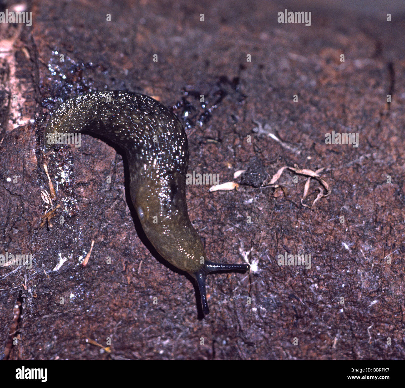 Mollusk pest hi-res stock photography and images - Alamy