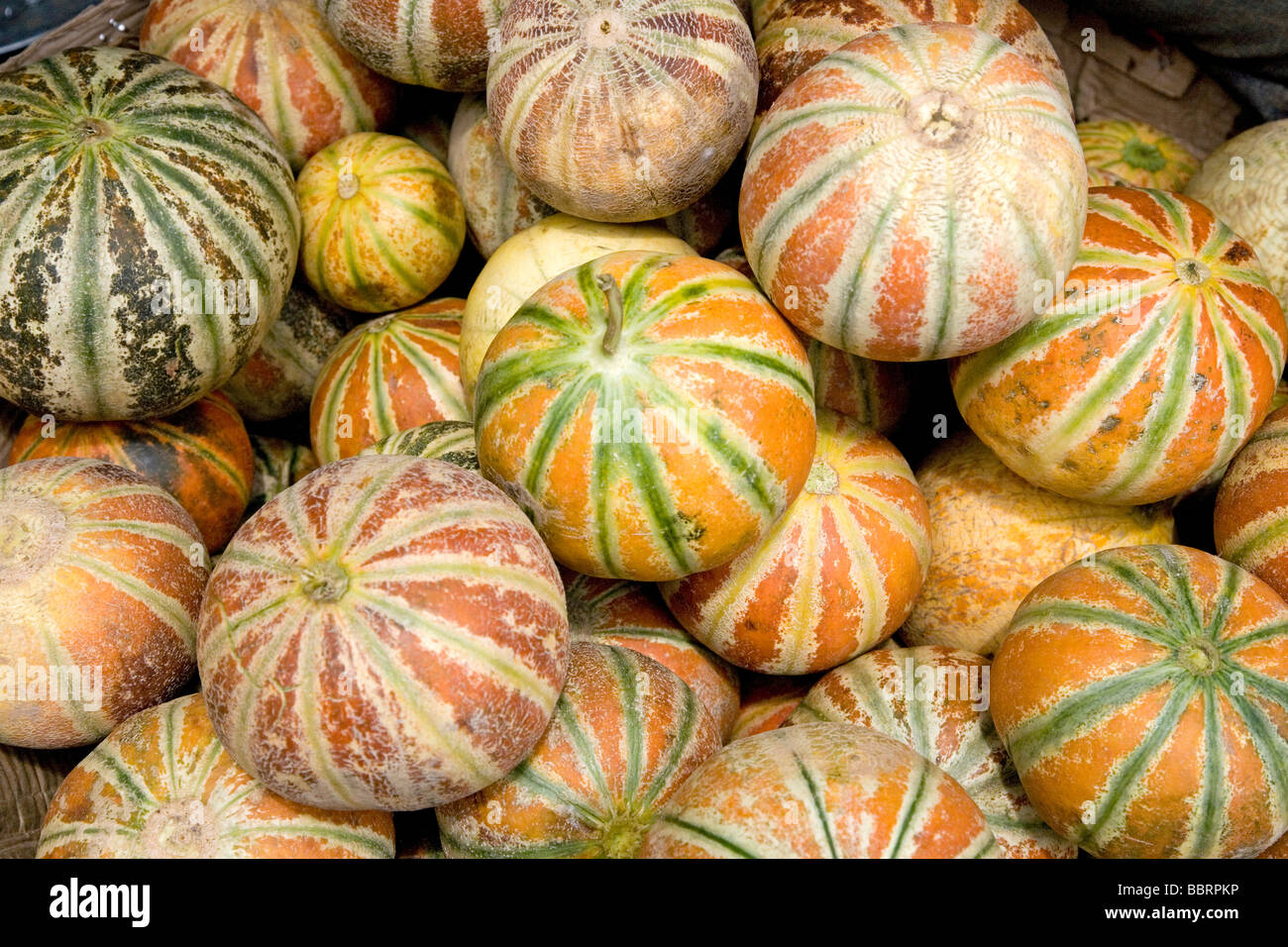 Pile of melons. Shimla market. Himachal Pradesh. India Stock Photo - Alamy