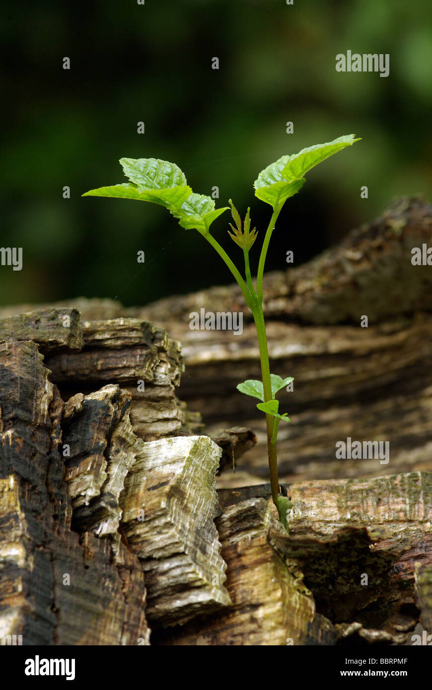 Ash sapling hi-res stock photography and images - Alamy
