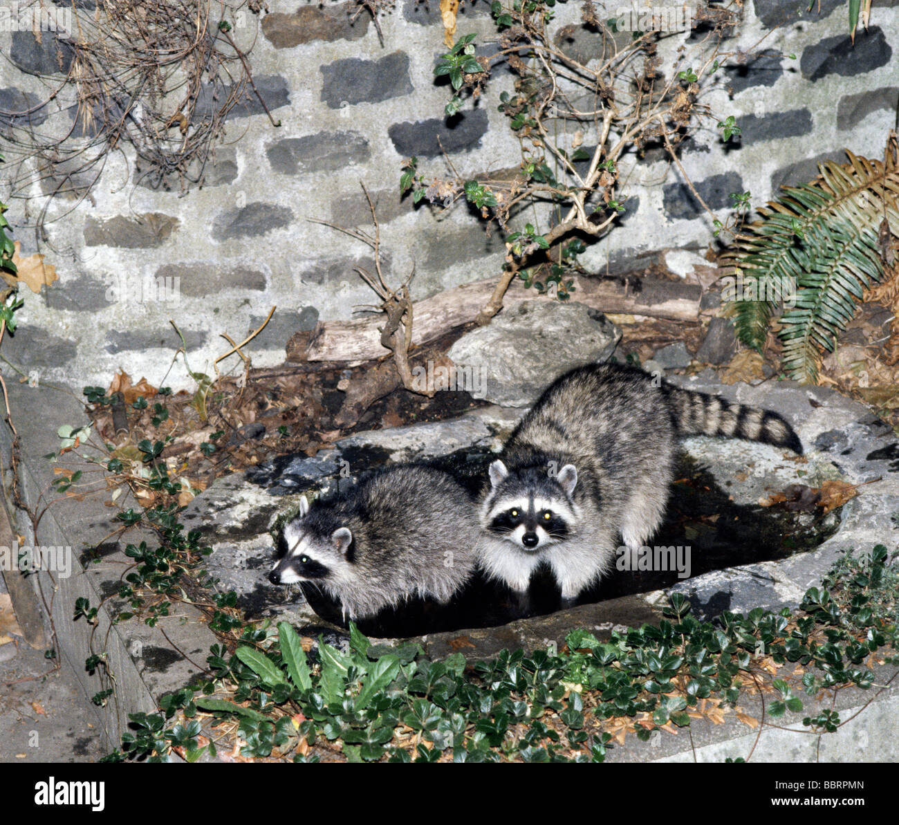 California raccoon hi-res stock photography and images - Alamy