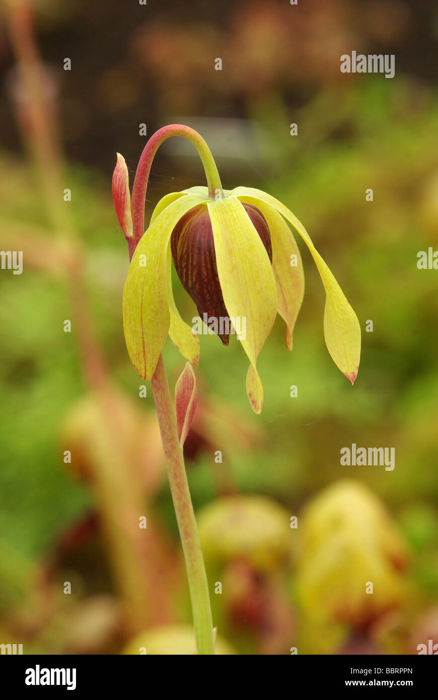 Darlingtonia californica - The cobra plant Stock Photo - Alamy