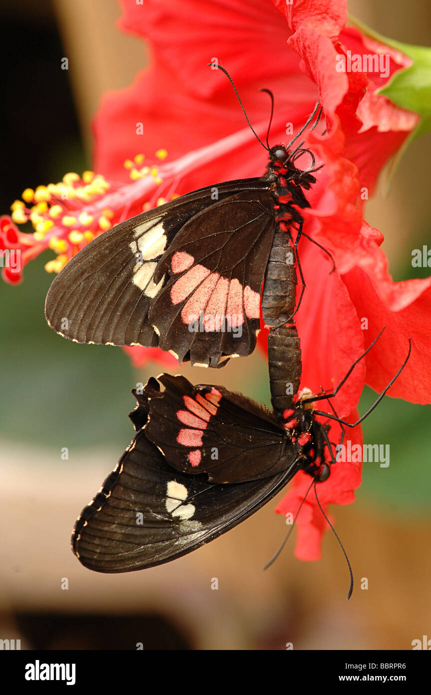 Cattleheart Butterfly - Parides lysander Stock Photo - Alamy