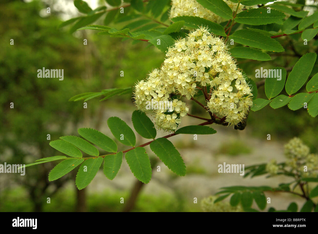 Rowan blossom - Sorbus aucuparia Stock Photo - Alamy