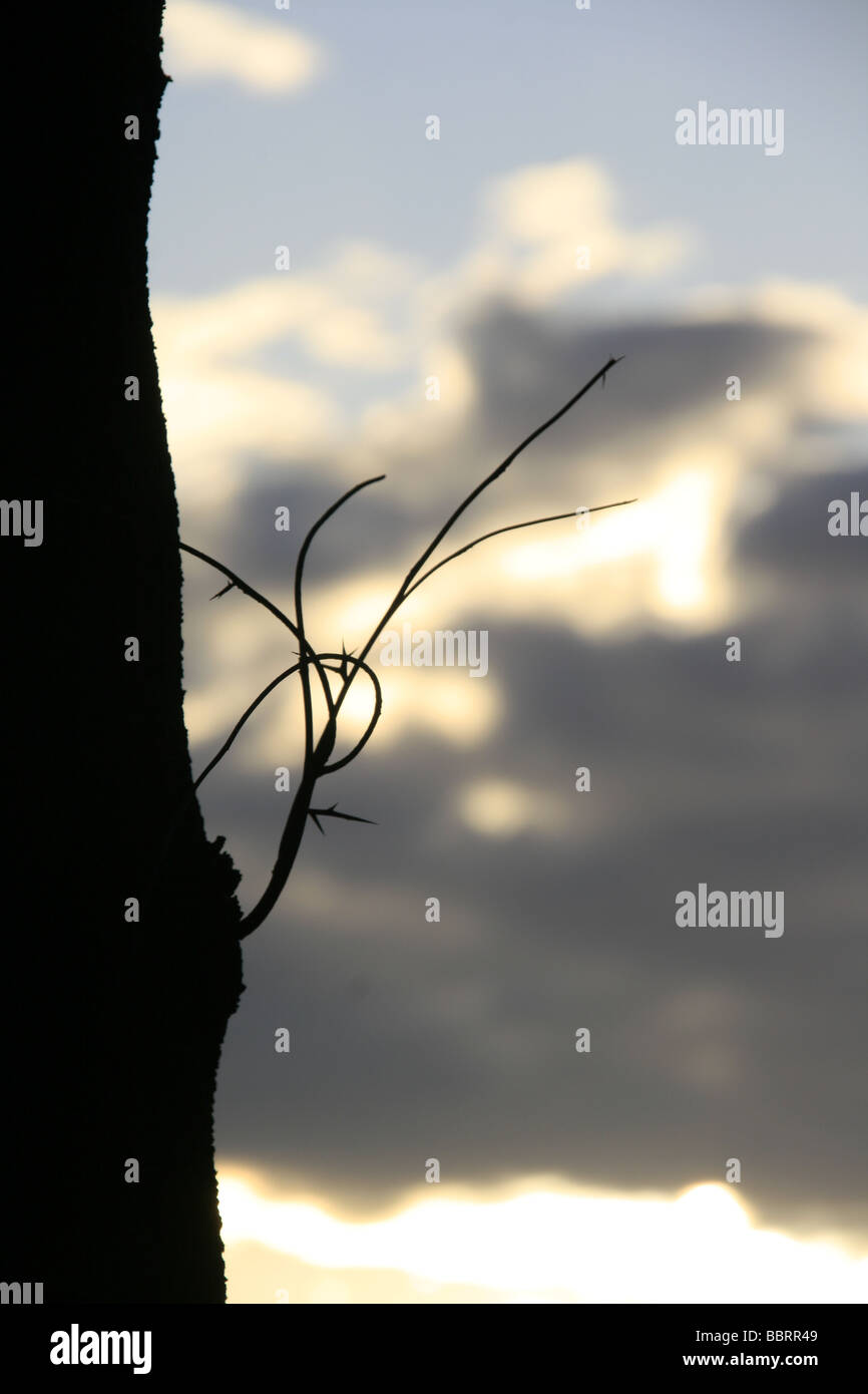dark tree branches against dark sky Stock Photo - Alamy