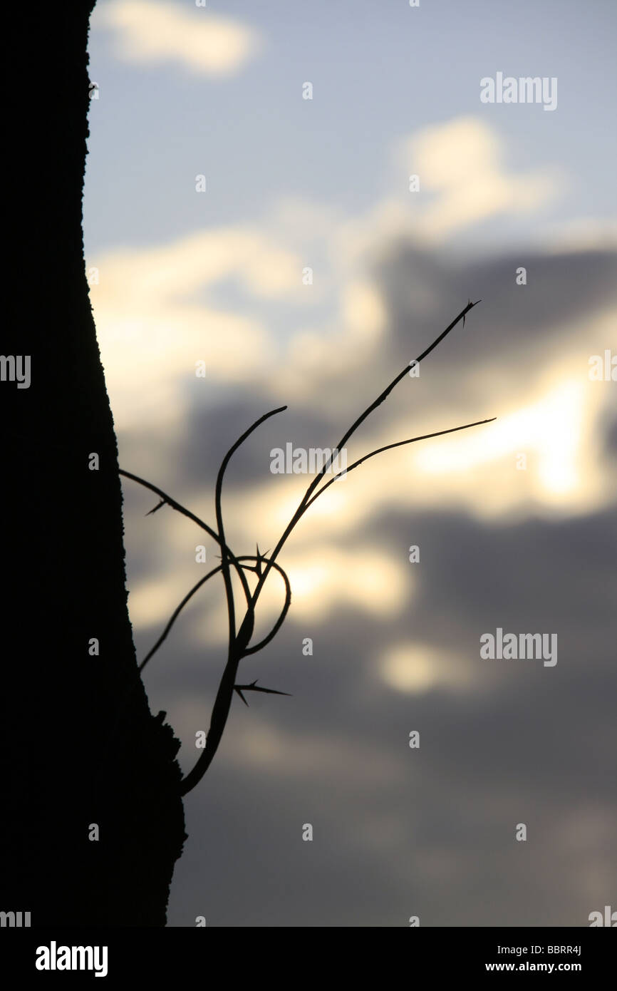 dark tree branches against dark sky Stock Photo - Alamy