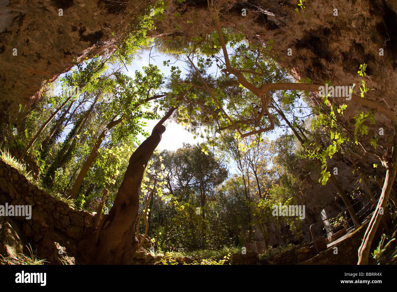 Trees striving for light at the bottom of the entrance shaft of the ...