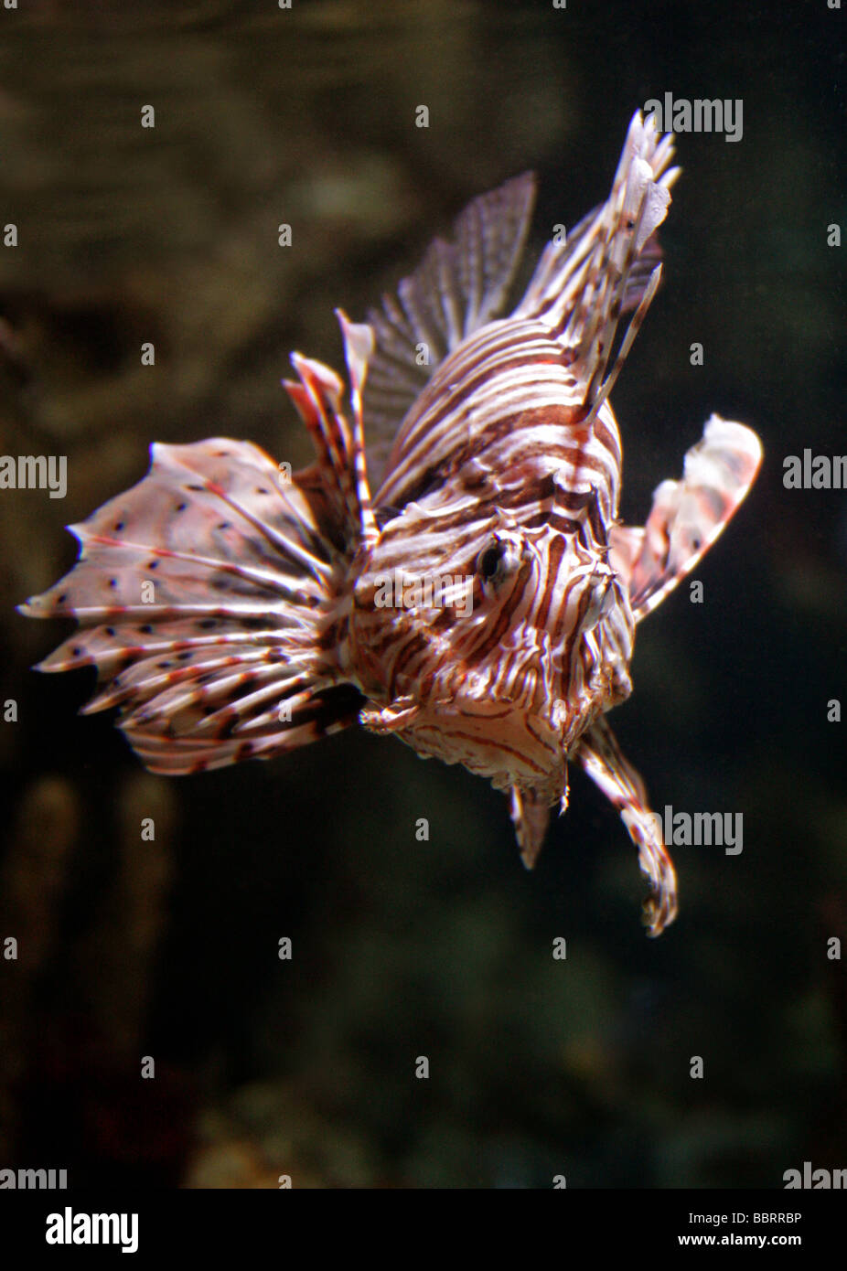 Red Lion Fish, Pterois volitans, Scorpaenidae. A Venomous Reef Fish ...