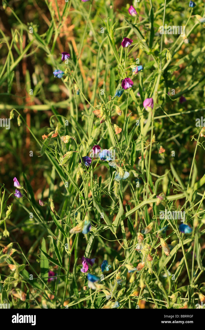multi-colored flowers of a local weed Stock Photo - Alamy