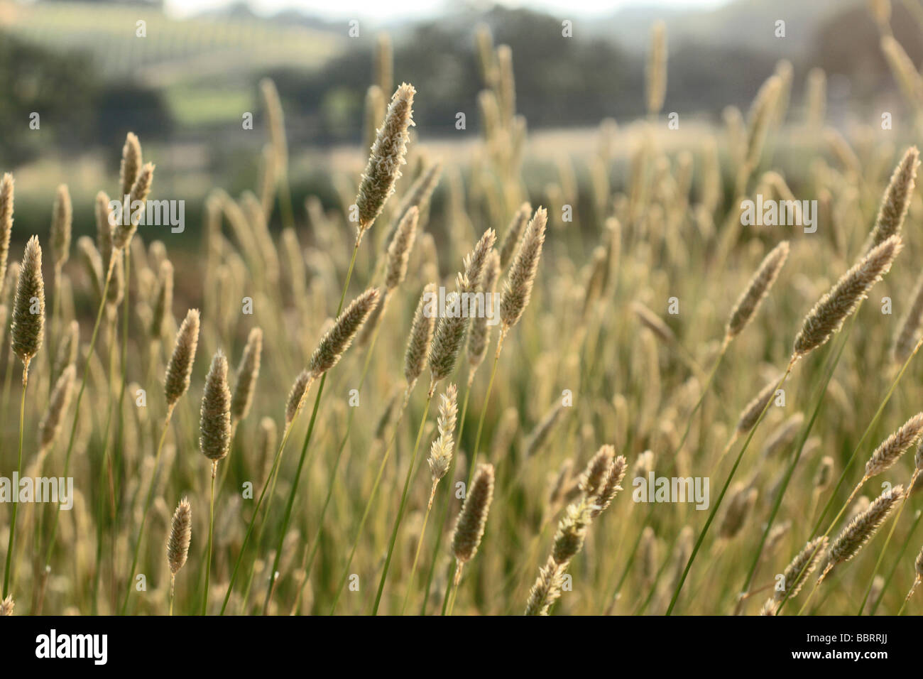 Fox tail hi-res stock photography and images - Alamy