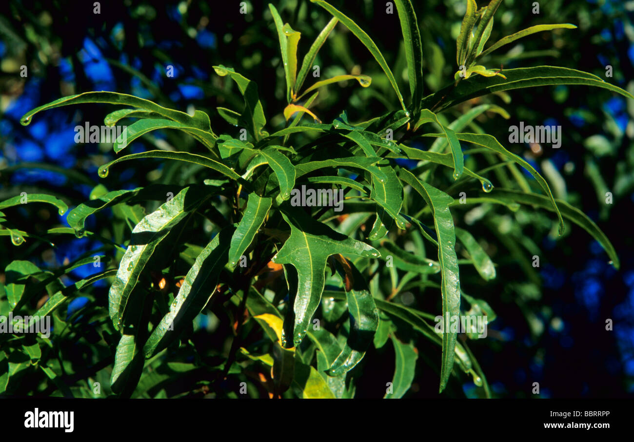 Quercus nigra hi-res stock photography and images - Alamy