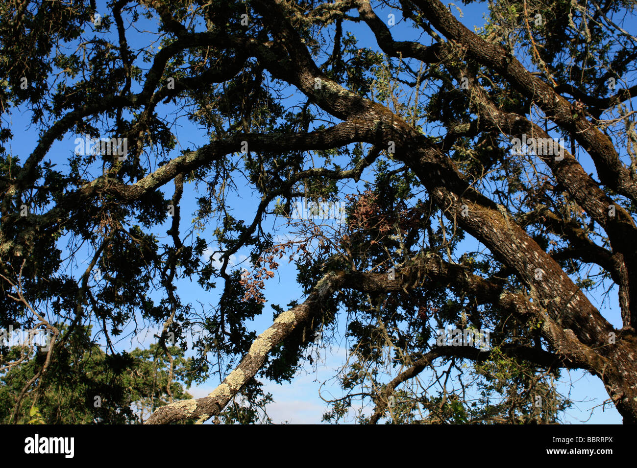 looking through the branches of an oak tree Stock Photo - Alamy