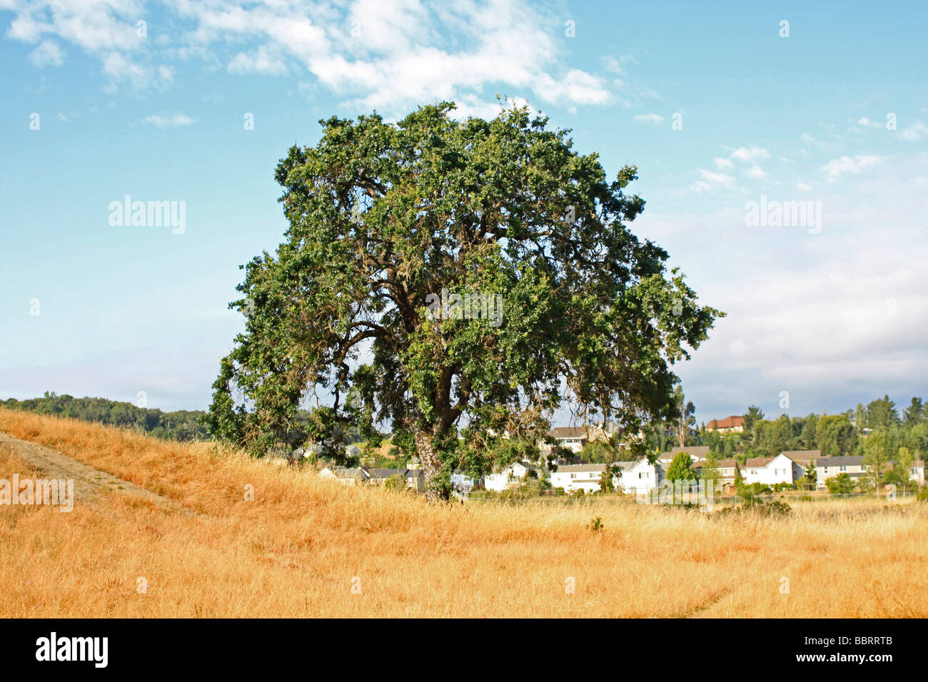 free standing oak tree Stock Photo - Alamy