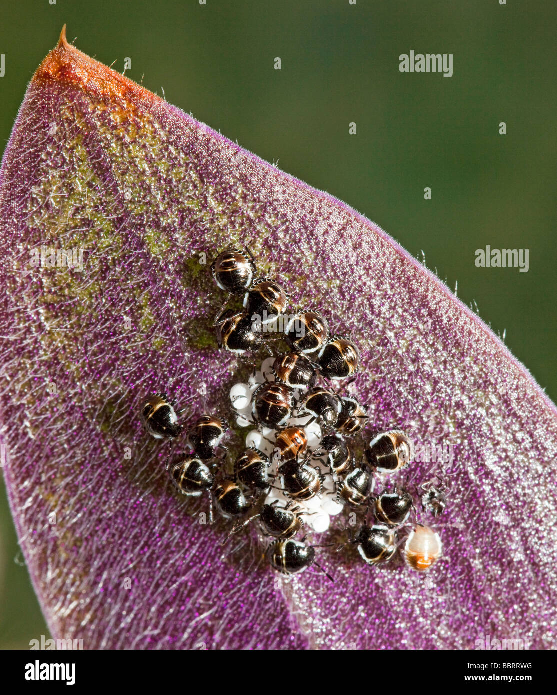 Beetles hatching from eggs on undersurface of house plant leaf Stock Photo - Alamy
