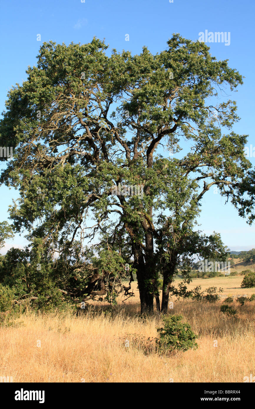 free-standing oak tree Stock Photo - Alamy
