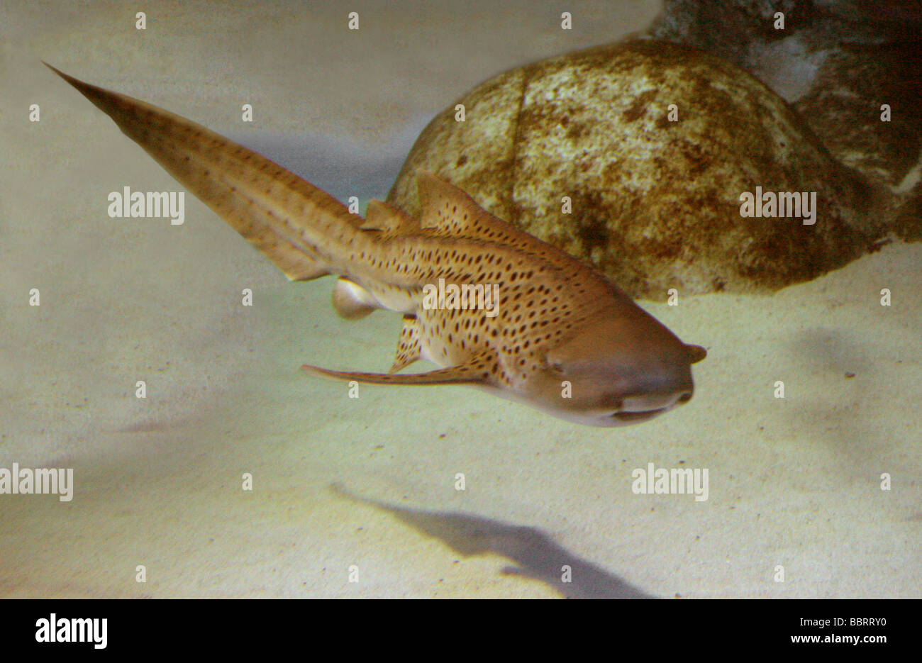 Zebra Shark, Stegostoma fasciatum (or varium), Stegostomatidae, aka ...