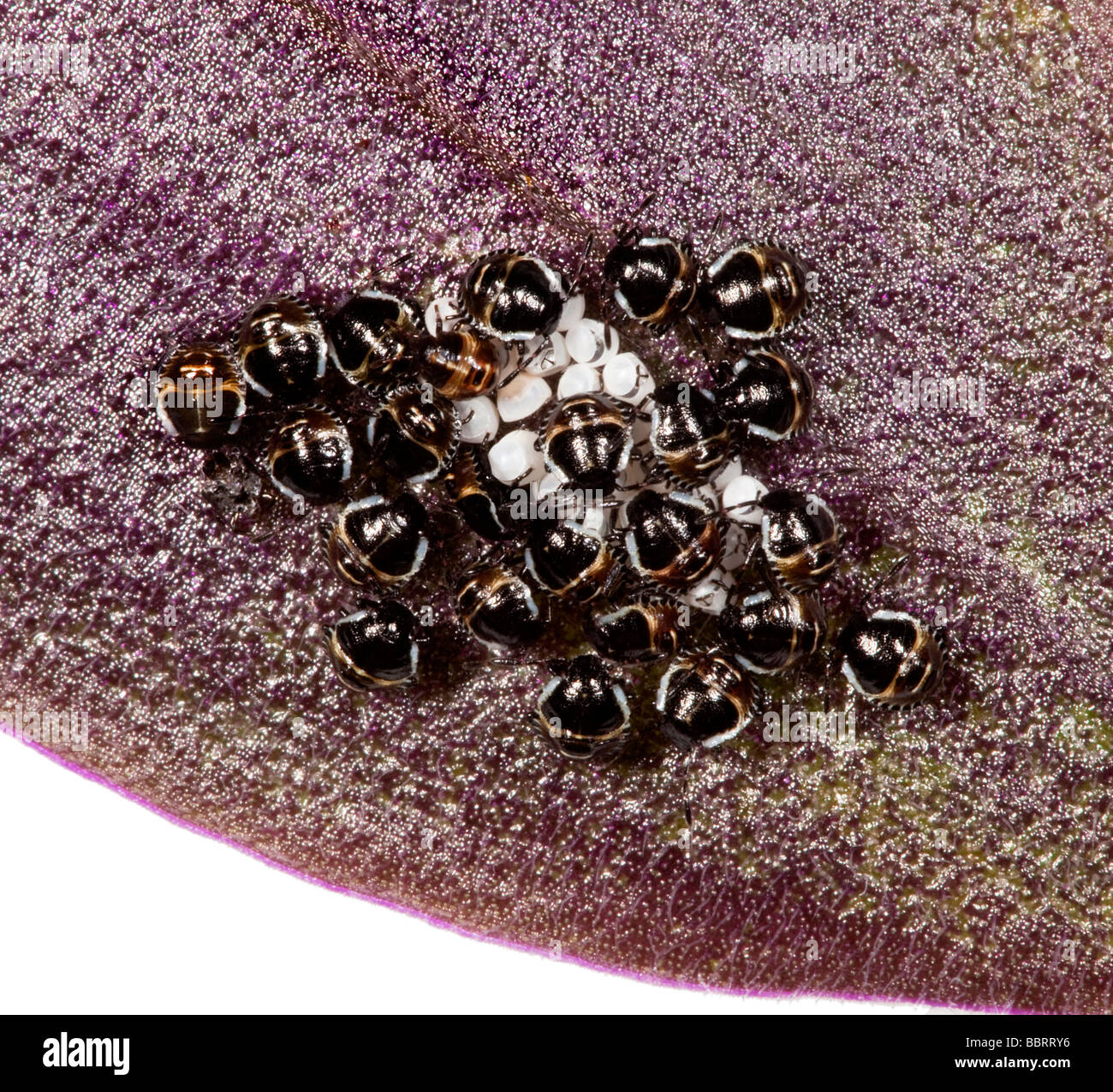 Beetles house hi-res stock photography and images - Alamy