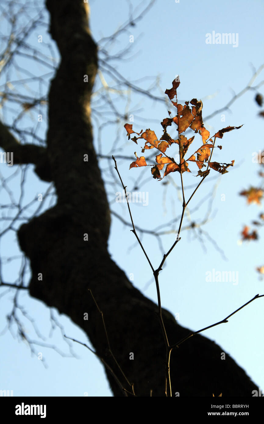 one last old leaf on tree branch in woods in countryside Stock Photo ...