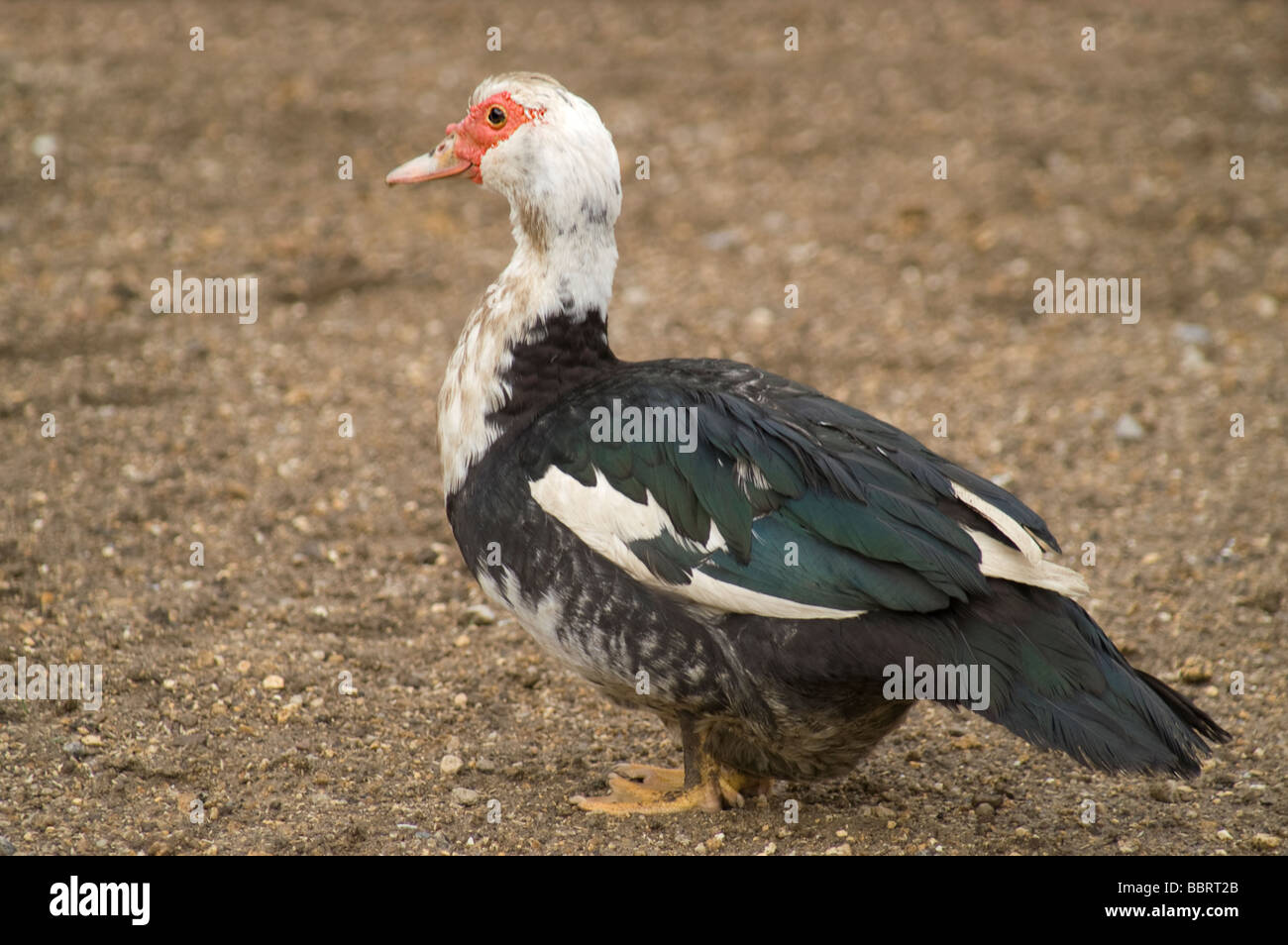 Muscovy duck against brown background Stock Photo - Alamy