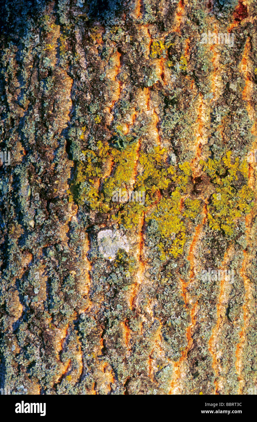 Sawtooth Oak Bark