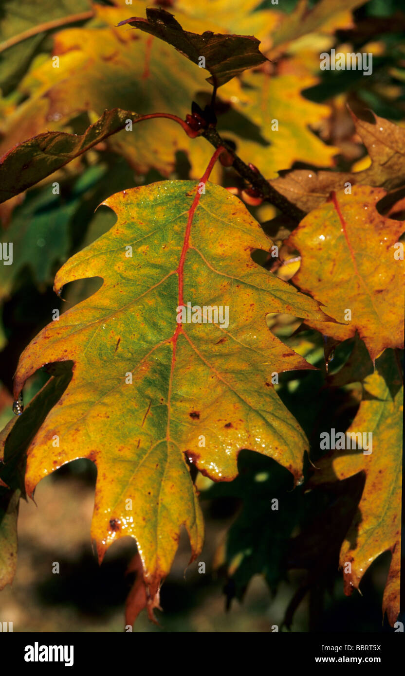 QUERCUS RUBRA (OAK) AUTUMN COLOUR Stock Photo - Alamy