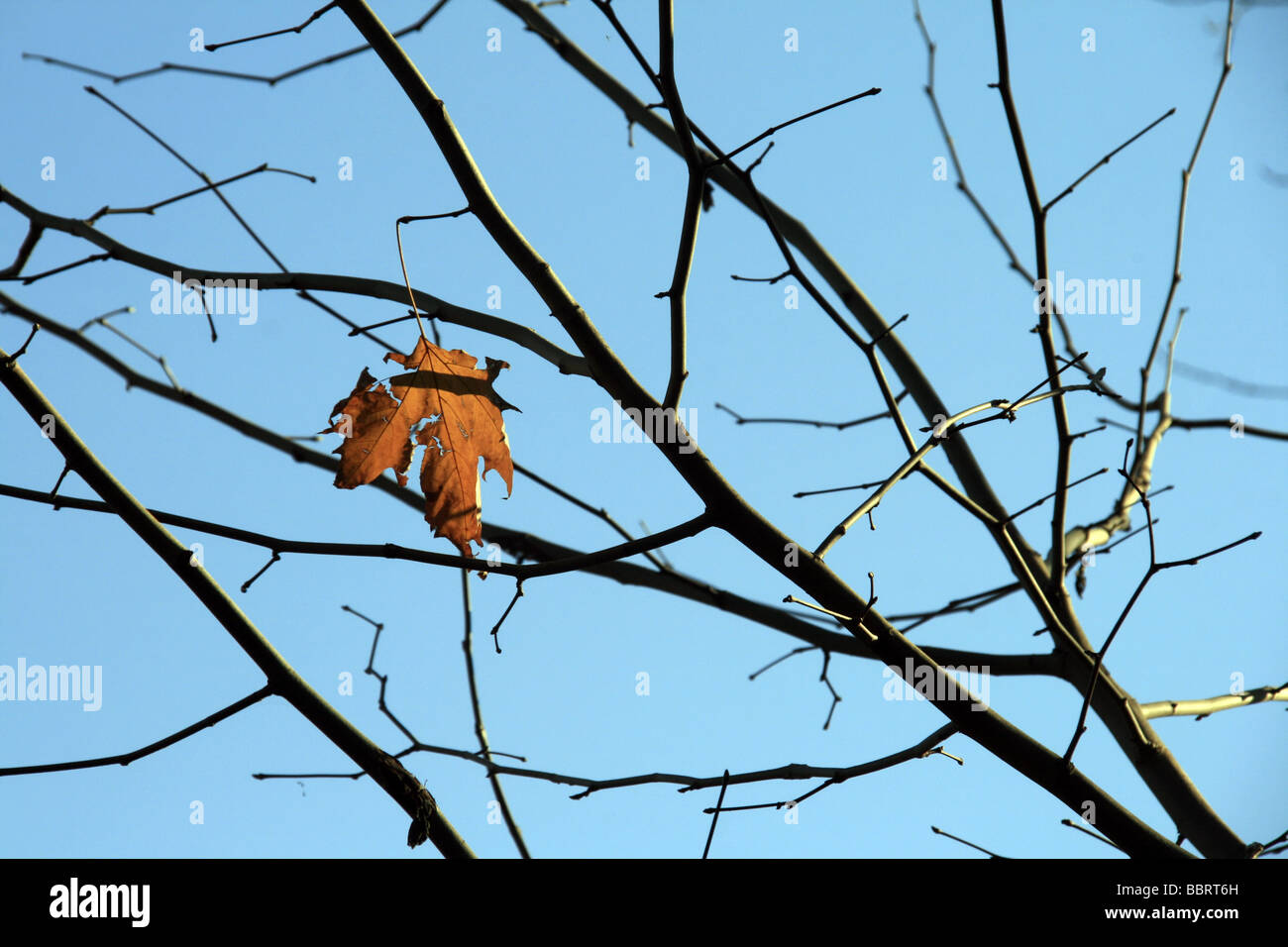 one last old leaf on tree branch in woods in countryside Stock Photo ...