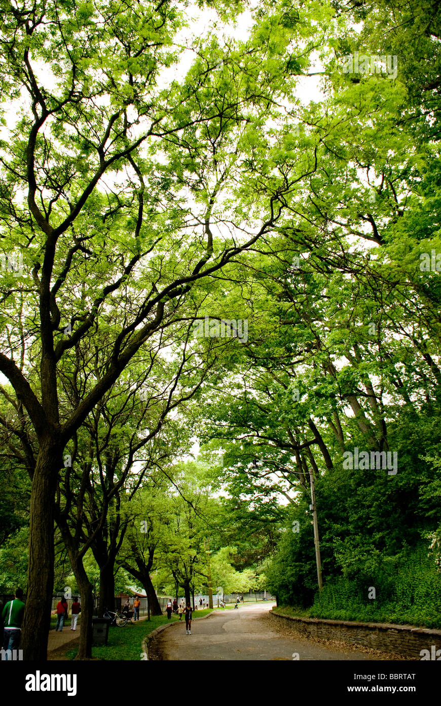 Tree corridor hi-res stock photography and images - Alamy