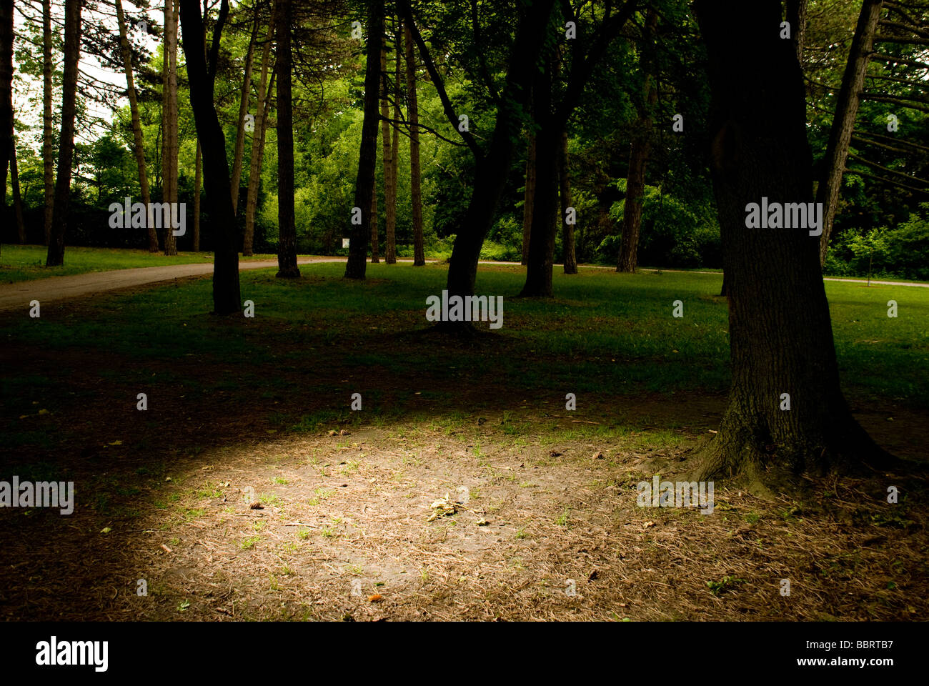 Light in Forrest Stock Photo - Alamy
