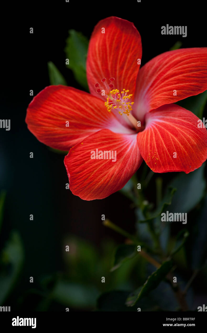 Red Hibiscus flower Molokai Hawaii Stock Photo - Alamy