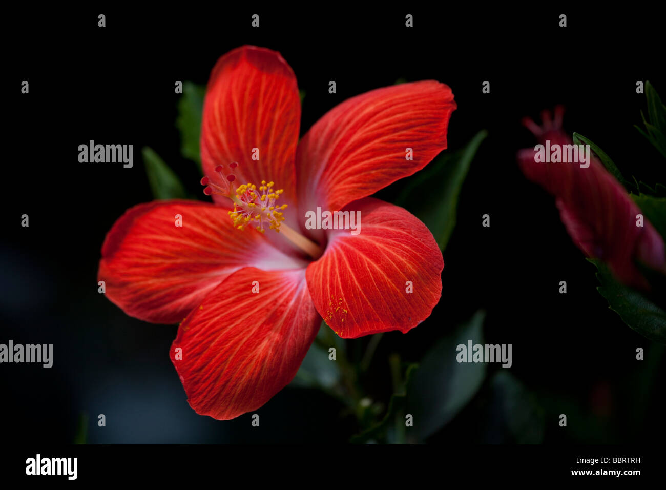 Red Hibiscus flower Molokai Hawaii Stock Photo - Alamy