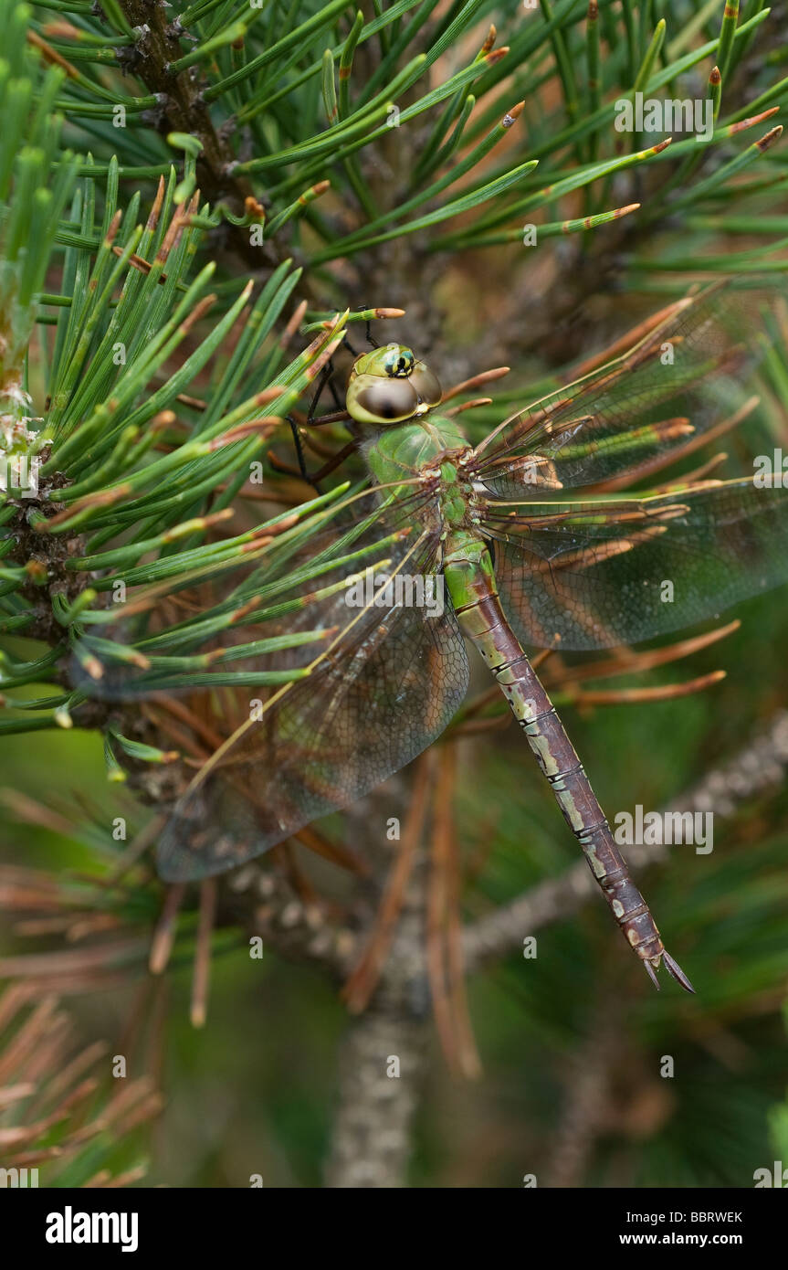 Insect on pine tree hi-res stock photography and images - Alamy