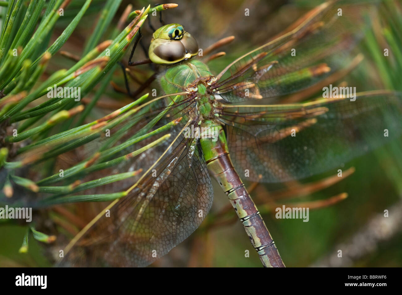 Dragon fly resting on pine tree Stock Photo - Alamy