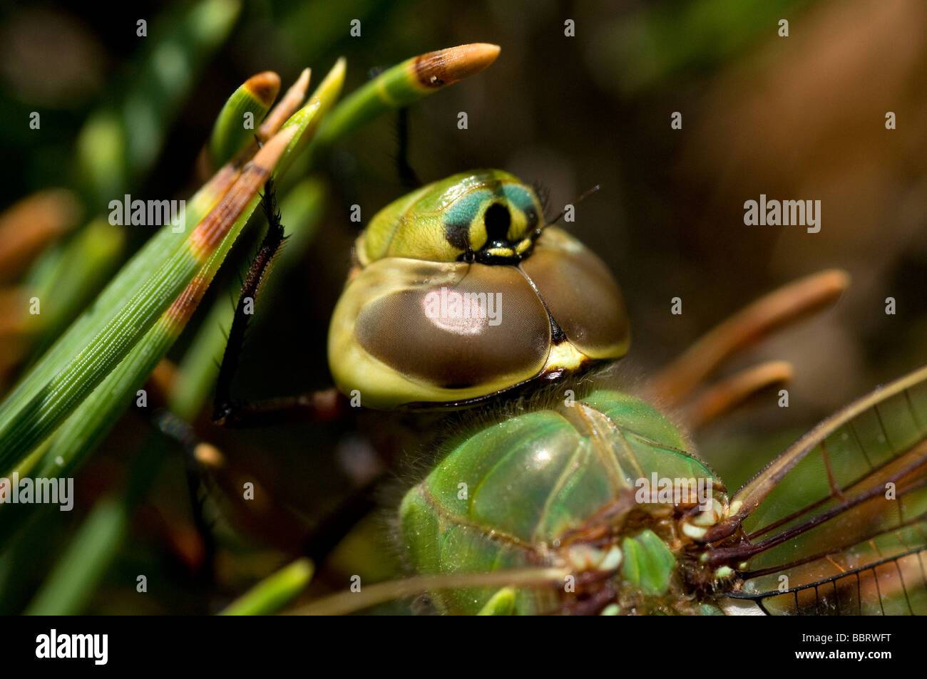 Dragon insect hi-res stock photography and images - Alamy