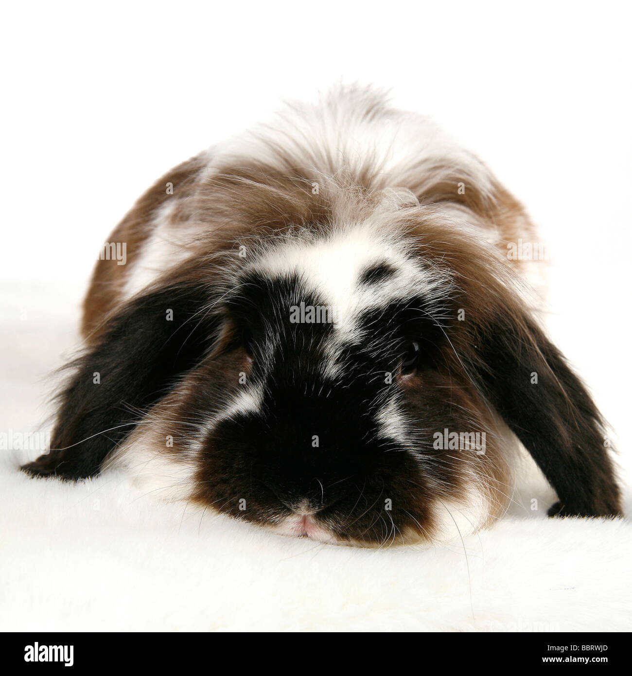 Dwarf angora rabbit hi-res stock photography and images - Alamy