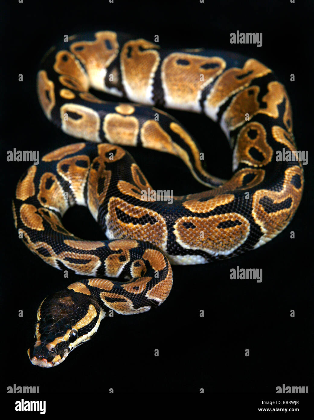 ROYAL PYTHON, STUDIO PHOTO, FRANCE Stock Photo - Alamy