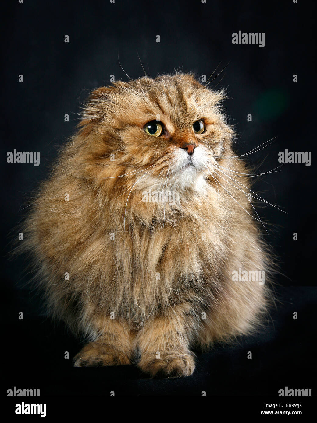 A HIGHLAND FOLD, THE EARS LAID BACK SHOW THE CAT IS SCARED, STUDIO ...