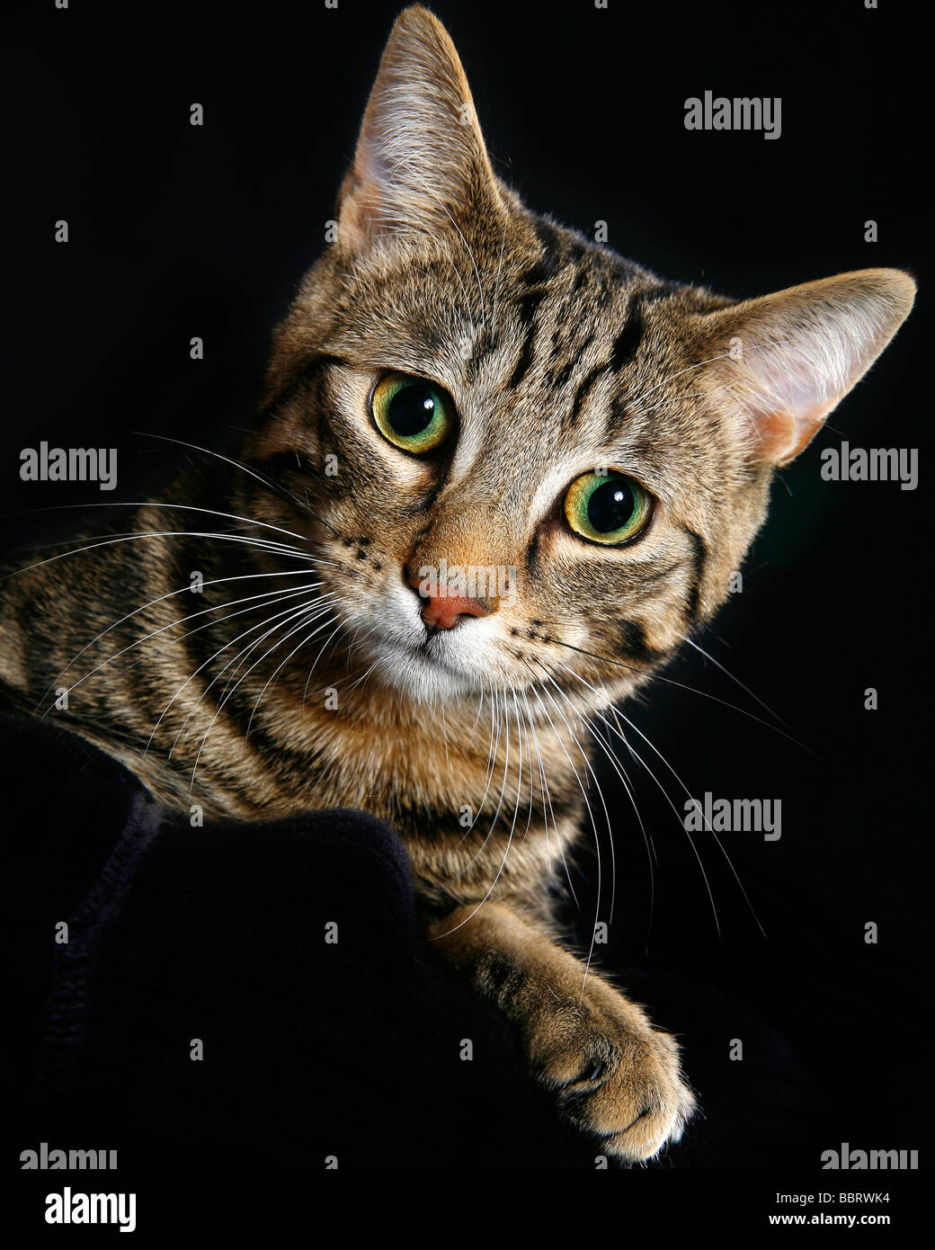 KITTEN, COMMON TABBY, STUDIO PHOTO, FRANCE Stock Photo - Alamy