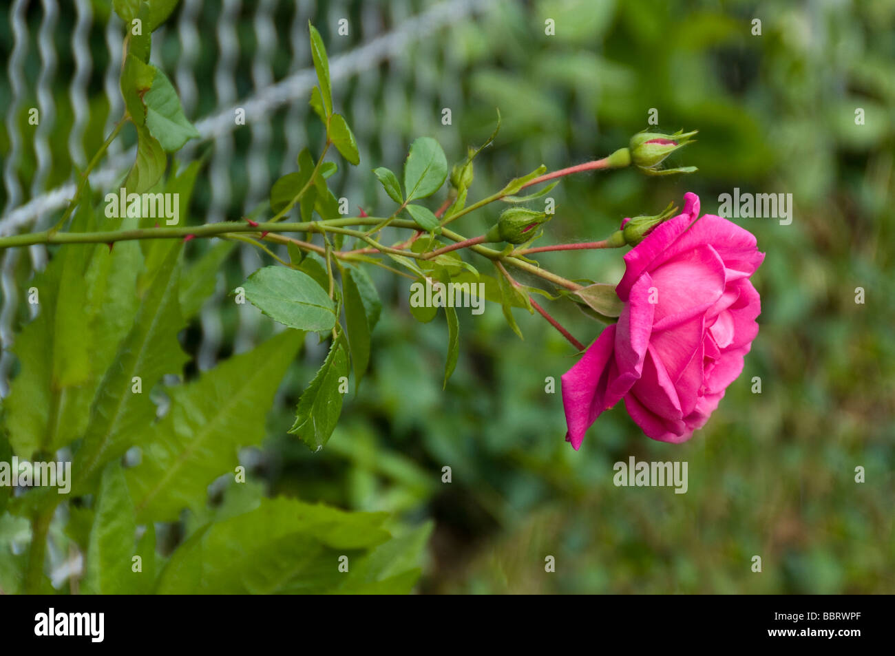Peeking rose hi-res stock photography and images - Alamy