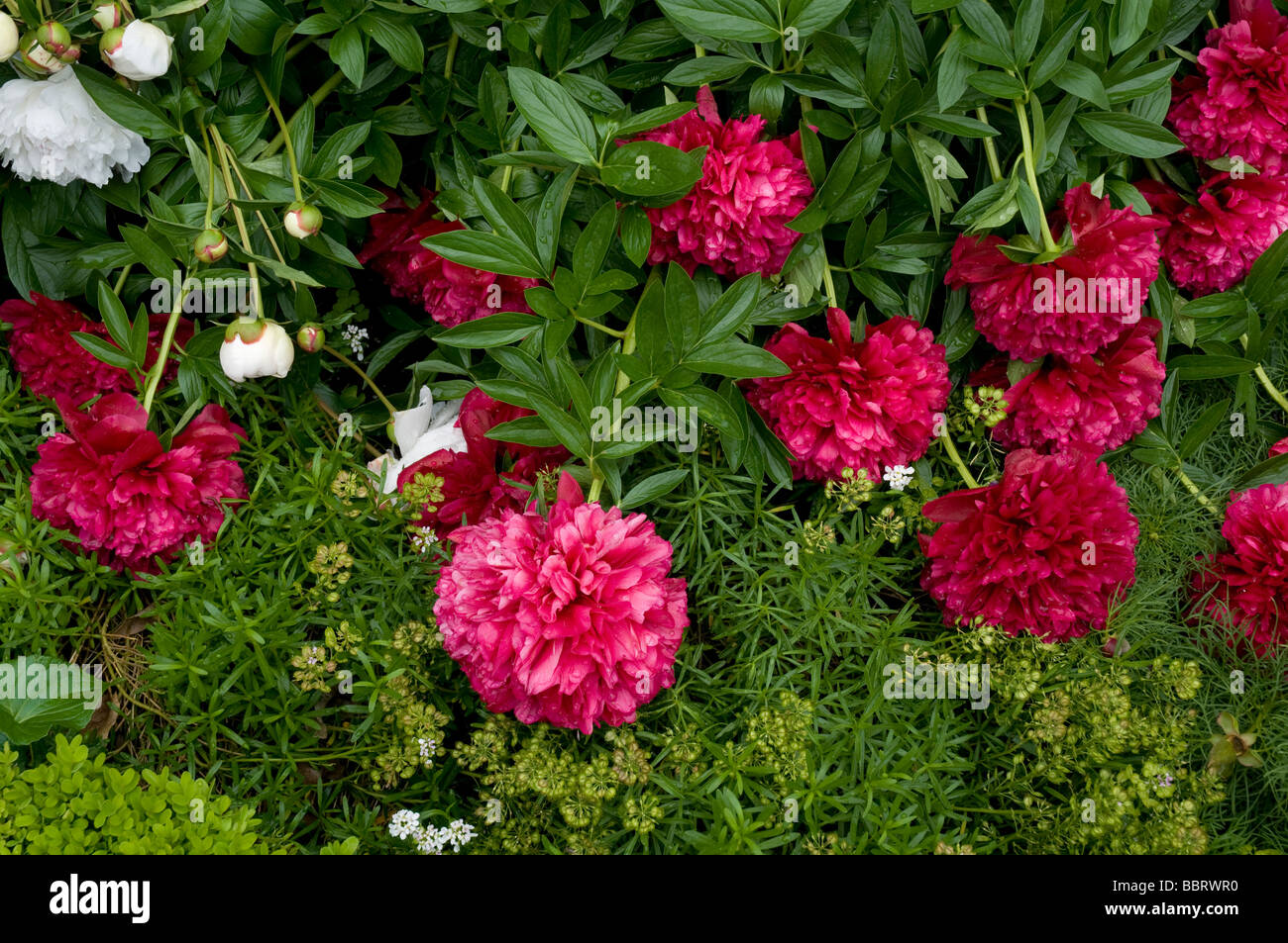 Peony flower petals on Cut Out Stock Images & Pictures - Alamy