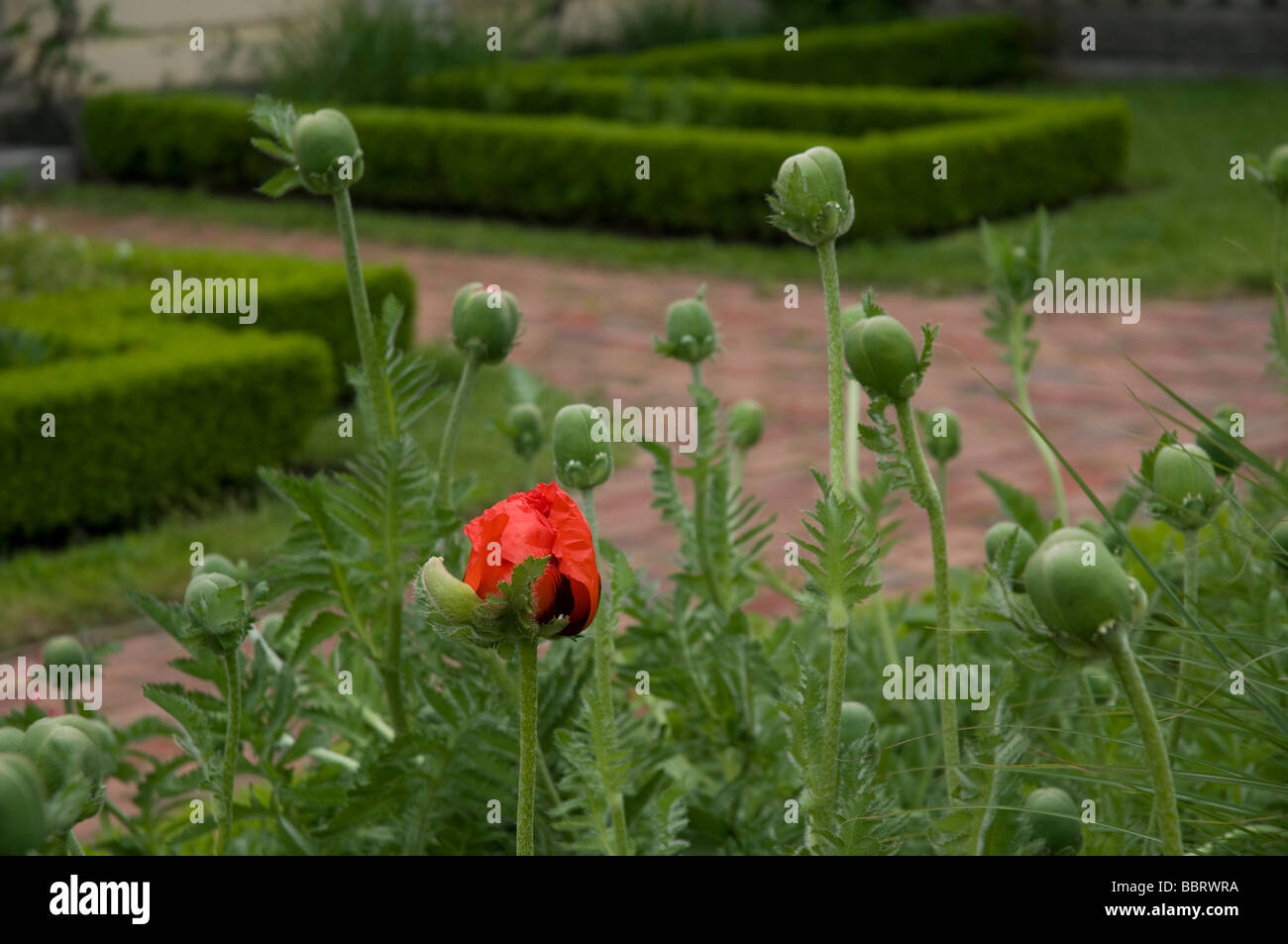 Budding poppies in garden Stock Photo - Alamy