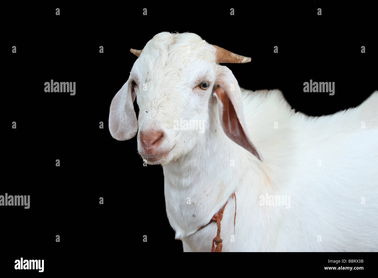 Goat white background hi-res stock photography and images - Alamy