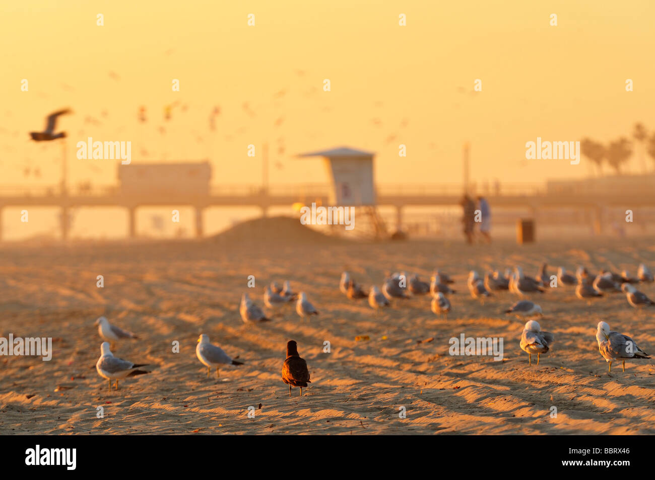 Baywatch and seagulls at sunset, Huntington Beach CA Stock Photo - Alamy